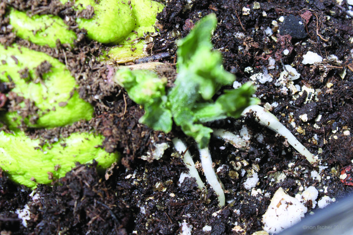 Chayote Growing and Profile – Mother Earth Gardener